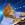 Keyboard Cat KEYCAT