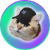 CatSolHat